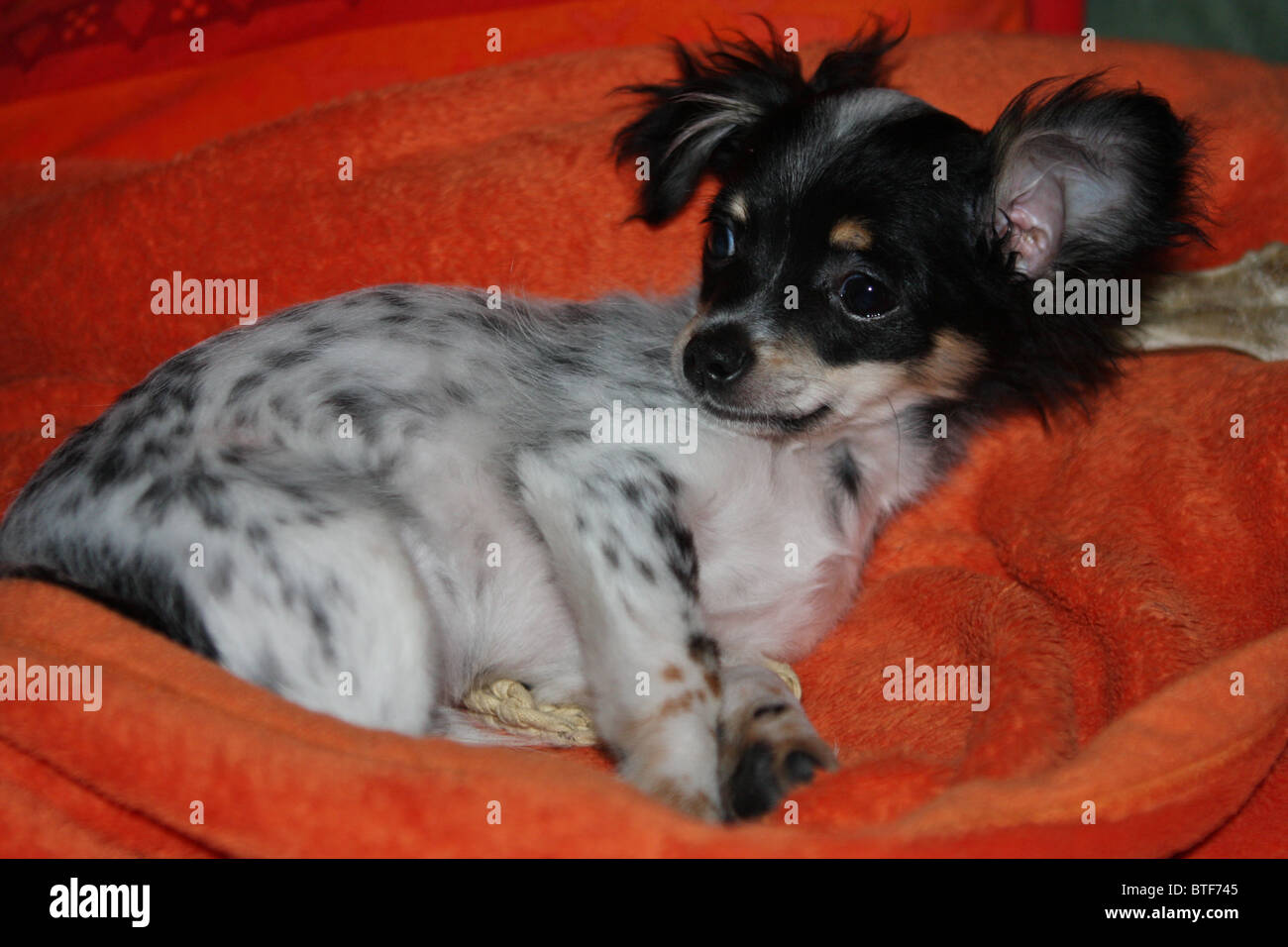 puppy, chi wow wow, black, white, dog Stock Photo - Alamy