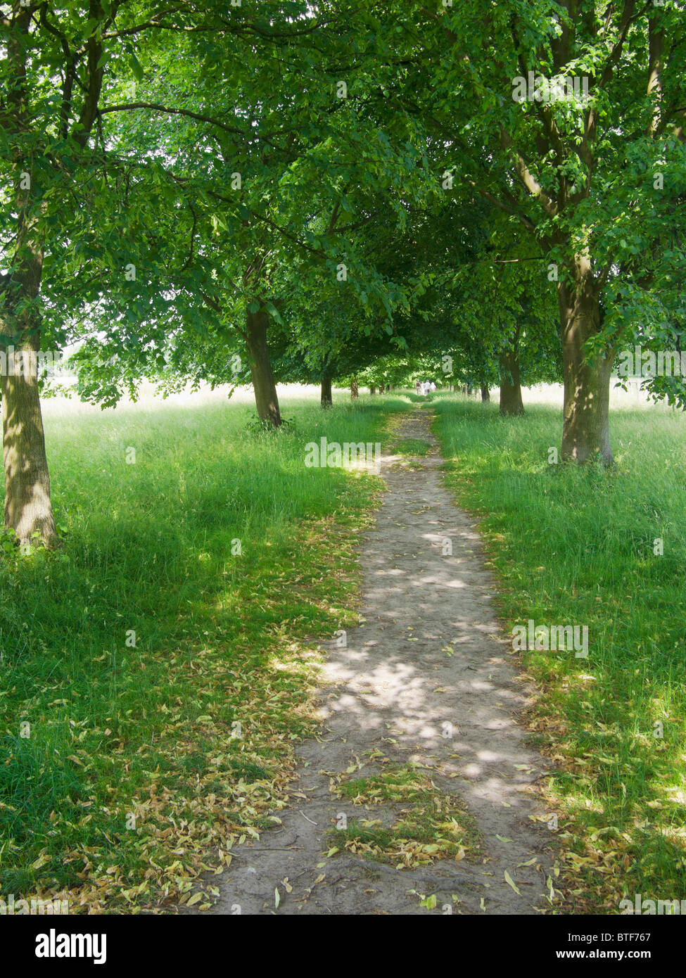 footpath through woodland between trees Stock Photo - Alamy