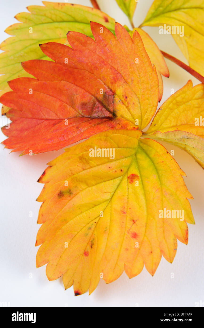 Autumn strawberry leaves with red, yellow and green Stock Photo - Alamy