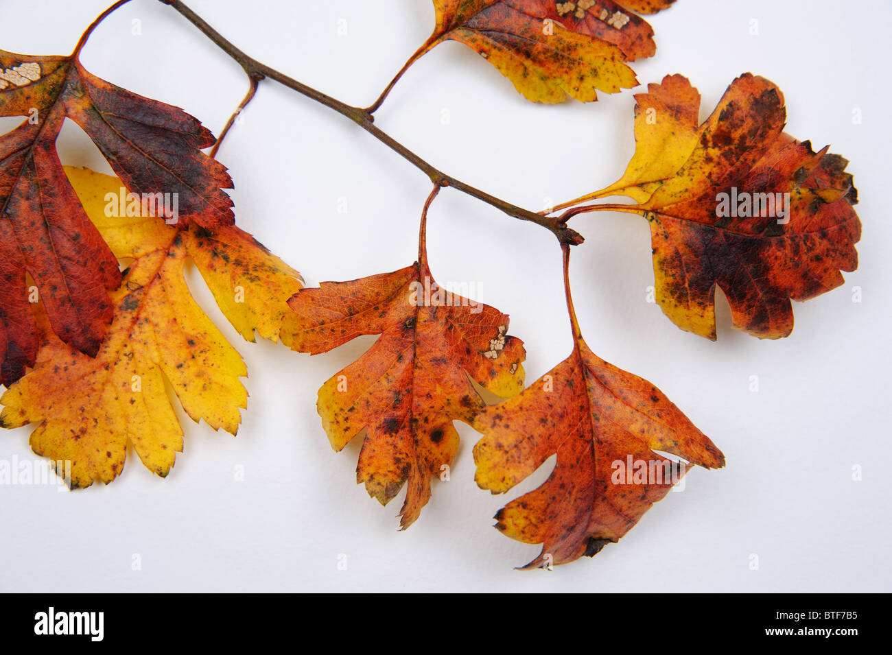 Common Hawthorn autumn leaves Stock Photo - Alamy