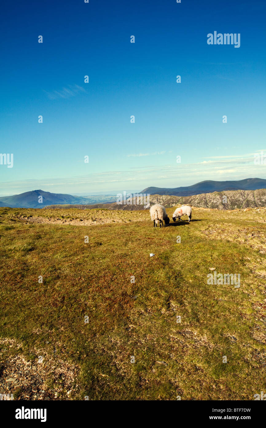 "High Spy" 653mtrs Mountain Sheep Grazing On The Mountain Summit, The ...