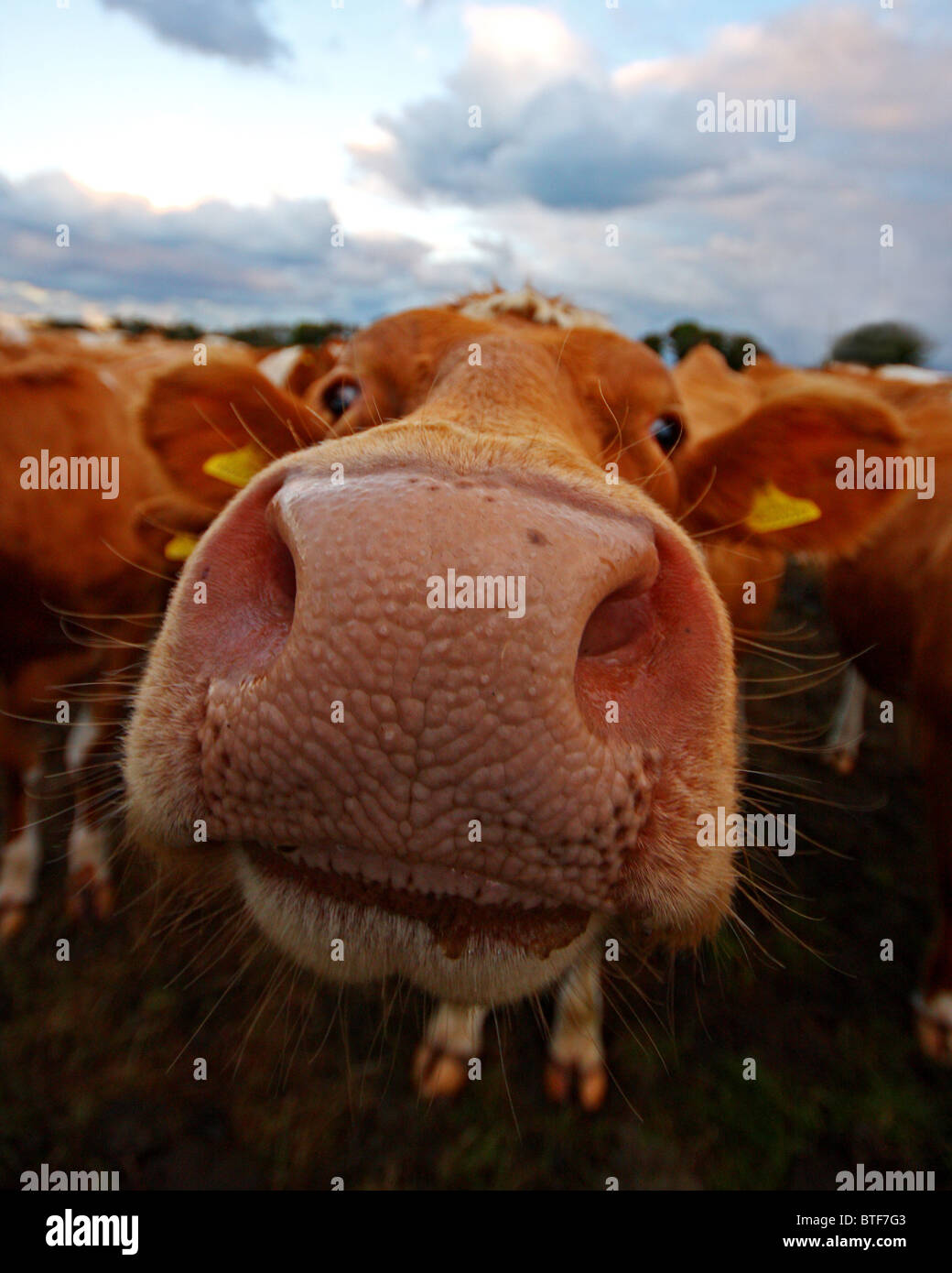 Guernsey milk cows hi-res stock photography and images - Alamy