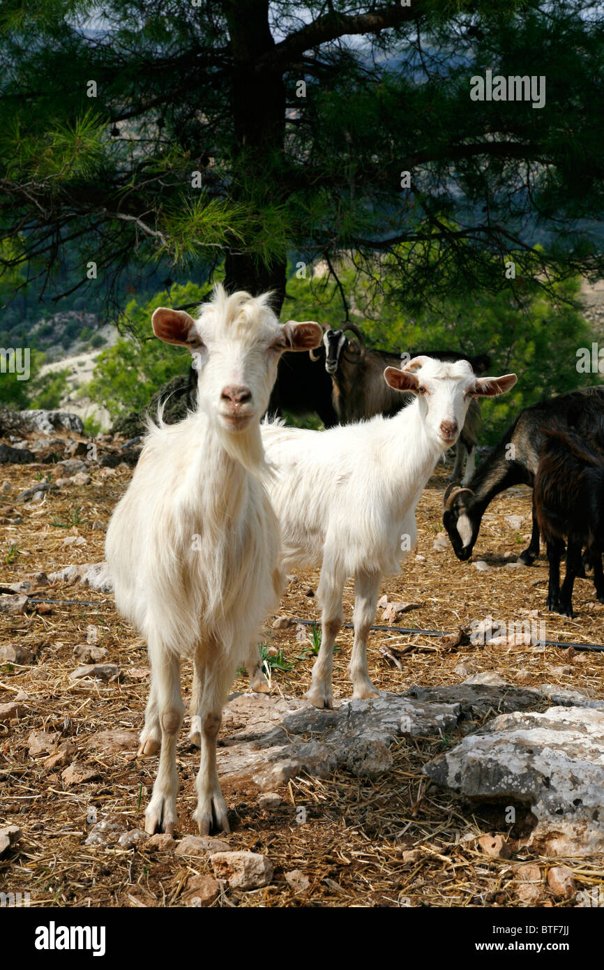 Goats, Rhodes, Greece Stock Photo - Alamy