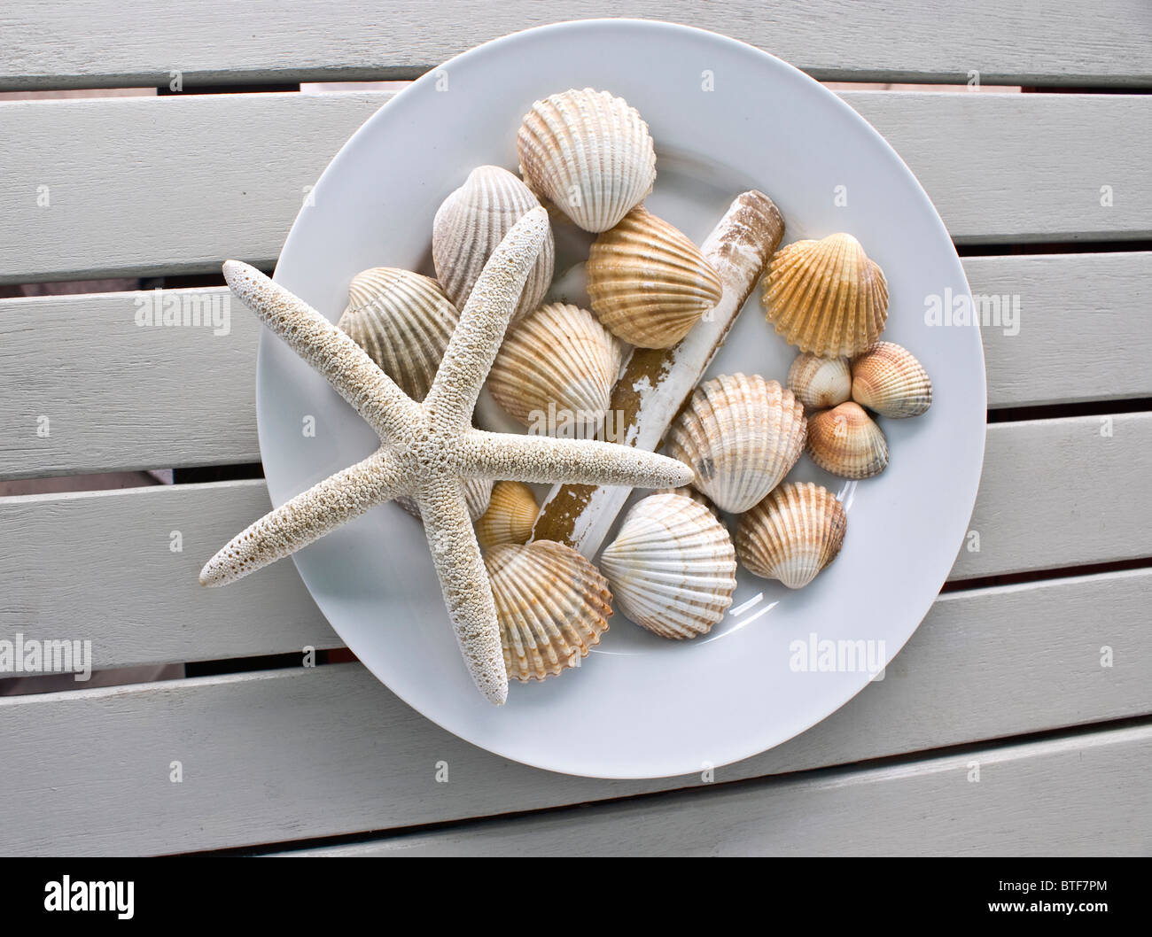 Starfish and Shells still life Stock Photo - Alamy