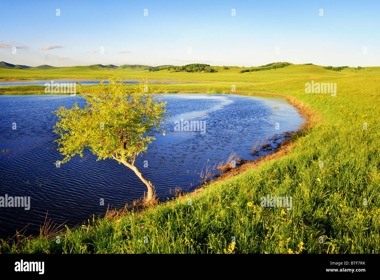 Single tree and lake hi-res stock photography and images - Alamy