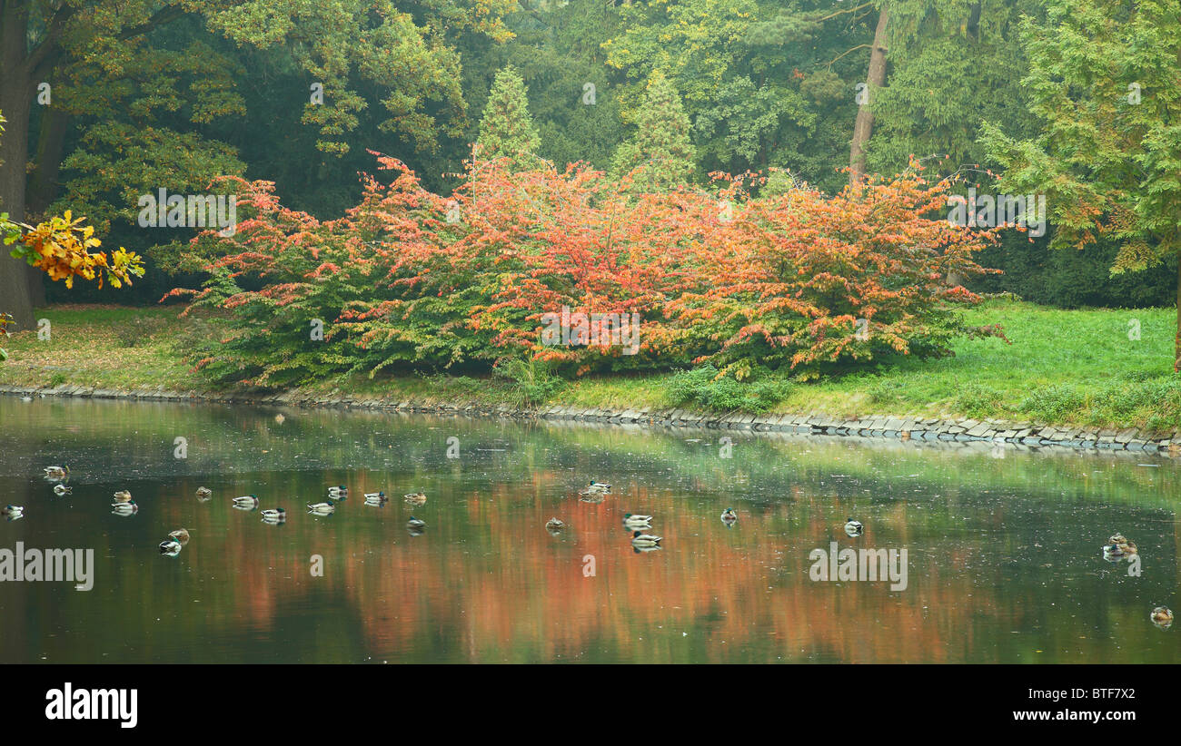 Water beech tree hi-res stock photography and images - Alamy