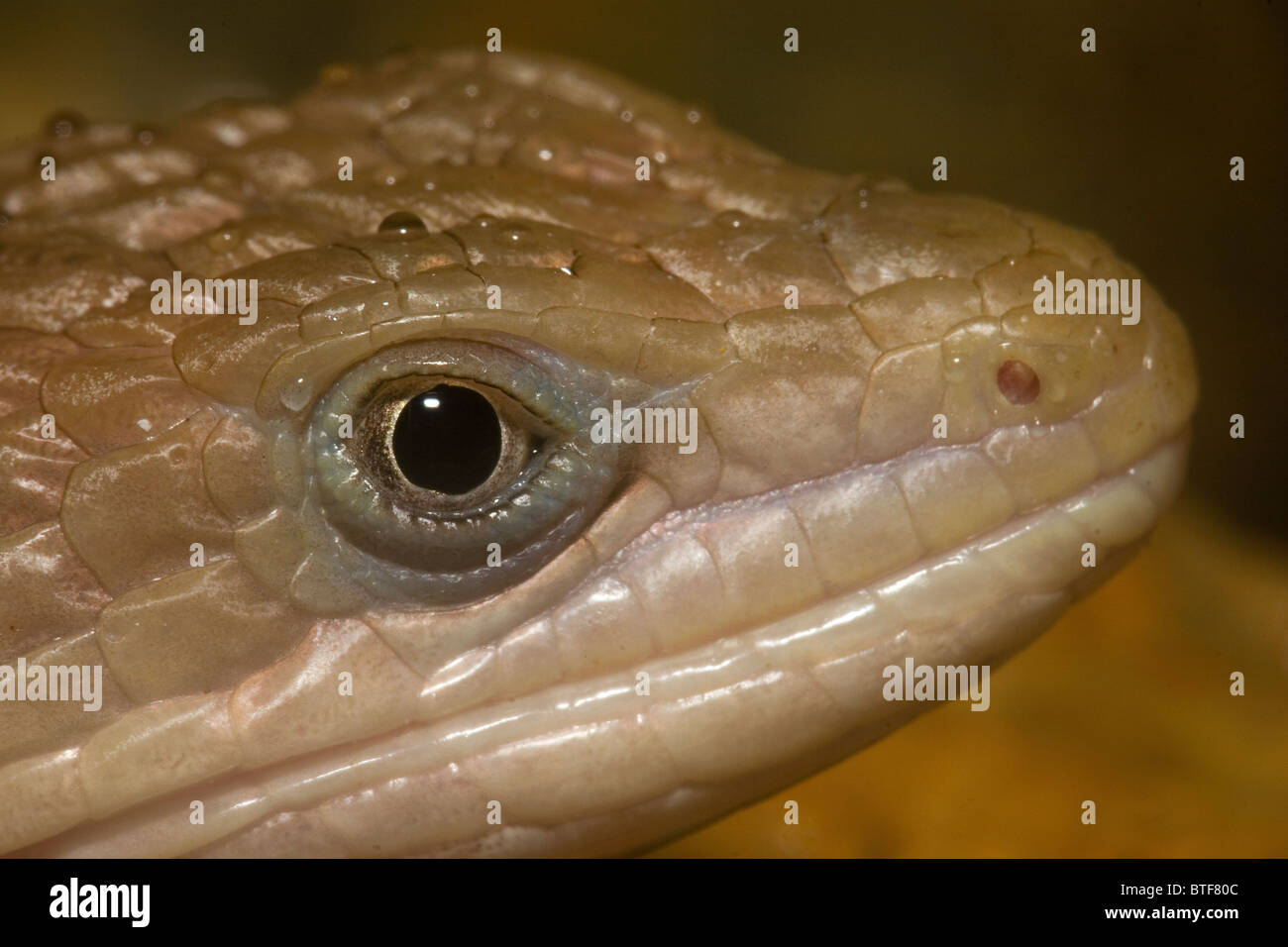 Baby Alligator Lizard