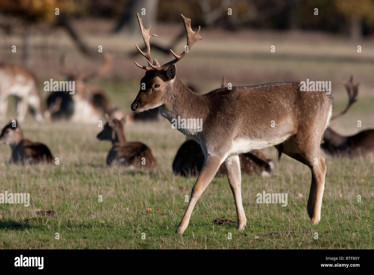 Juvenile buck male fallow deer hi-res stock photography and images - Alamy