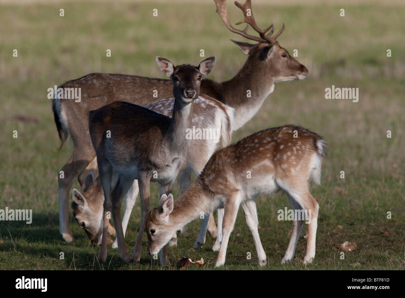 Fallow deer family group Stock Photo - Alamy
