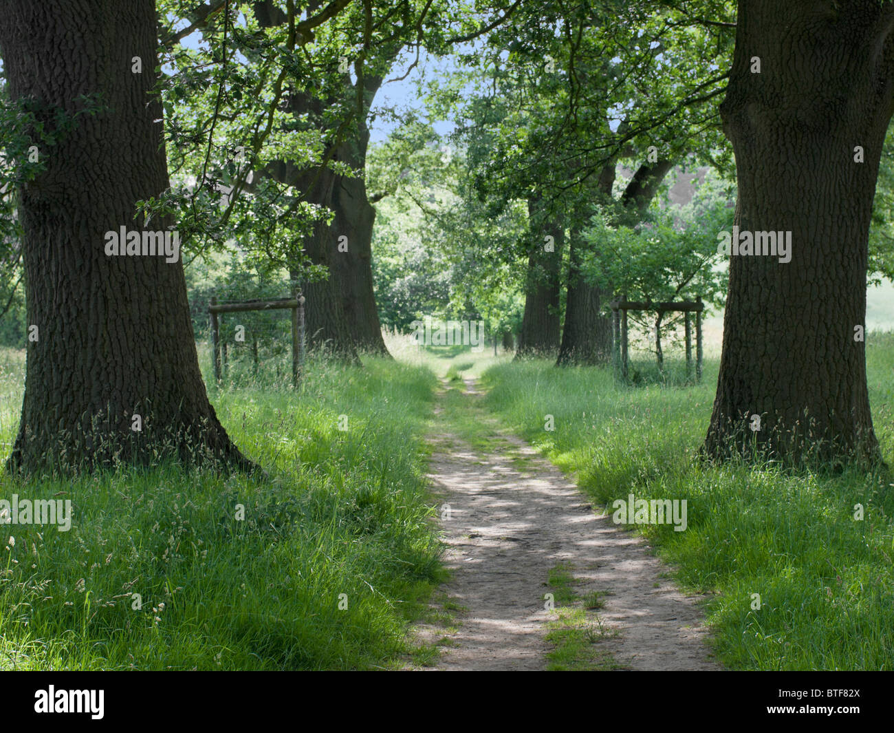 footpath through woodland between trees Stock Photo - Alamy