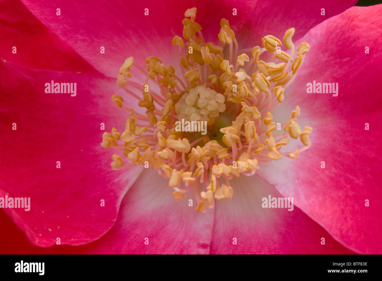 Stamen centre of a red rose Stock Photo - Alamy