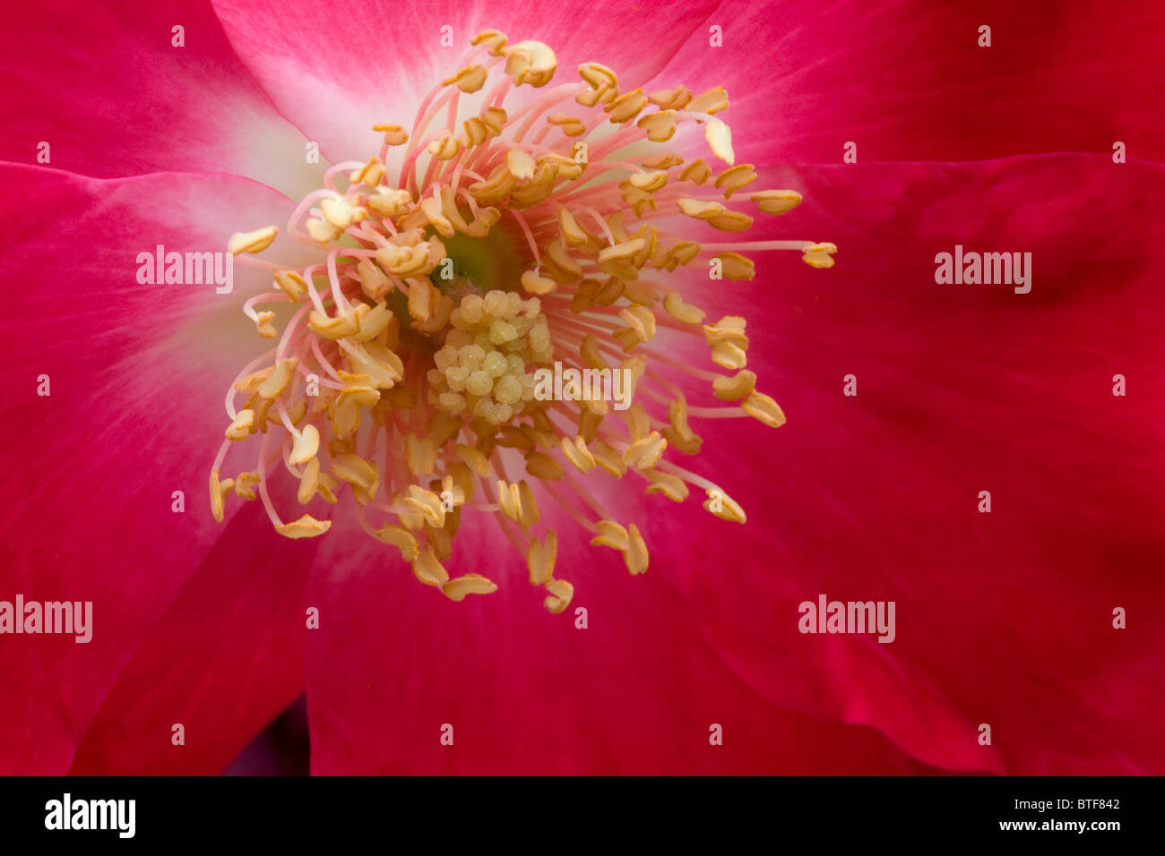 Stamen centre of a red rose Stock Photo - Alamy