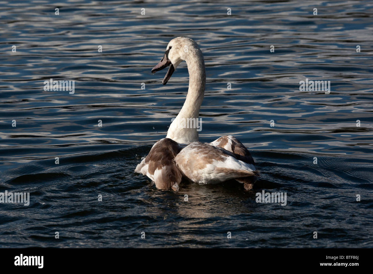immature Mute Swan Stock Photo - Alamy