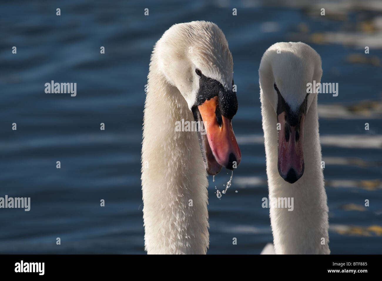A pair of Mute Swans displaying Stock Photo - Alamy