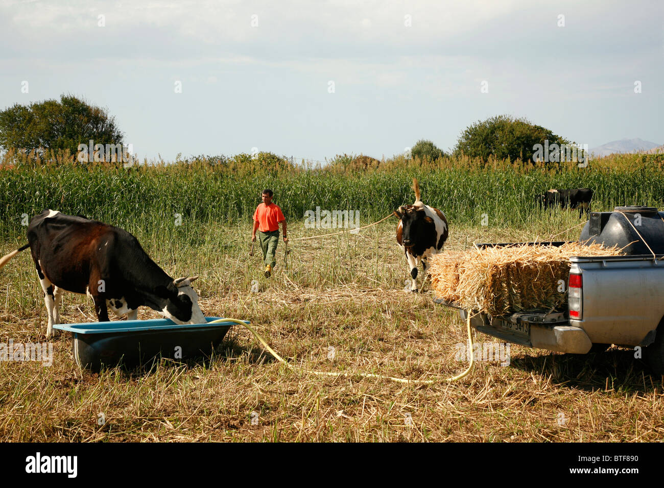 Cows in a field, Kos, Greece Stock Photo - Alamy