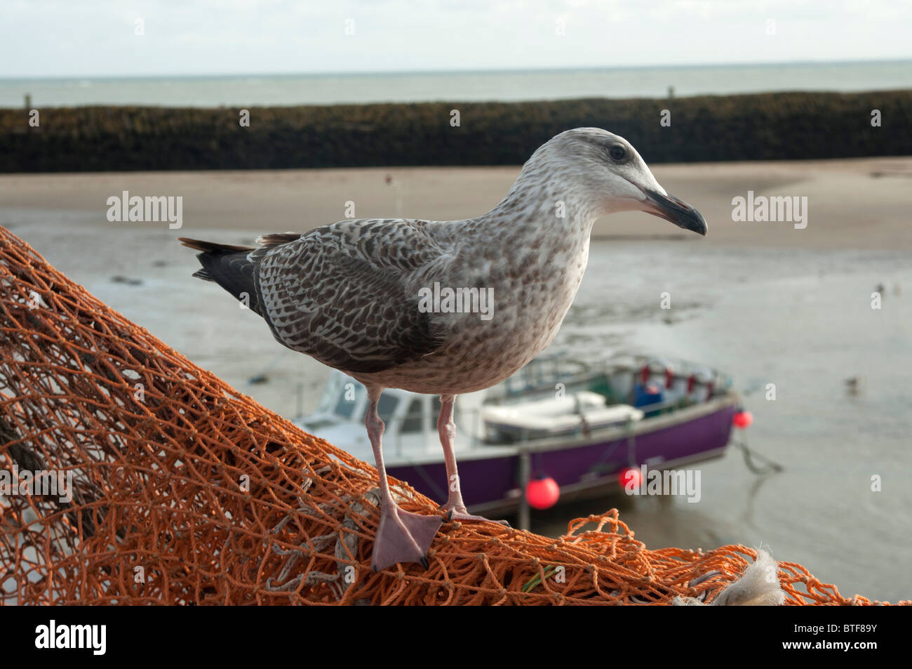 Seagull folkestone harbour hi-res stock photography and images - Alamy