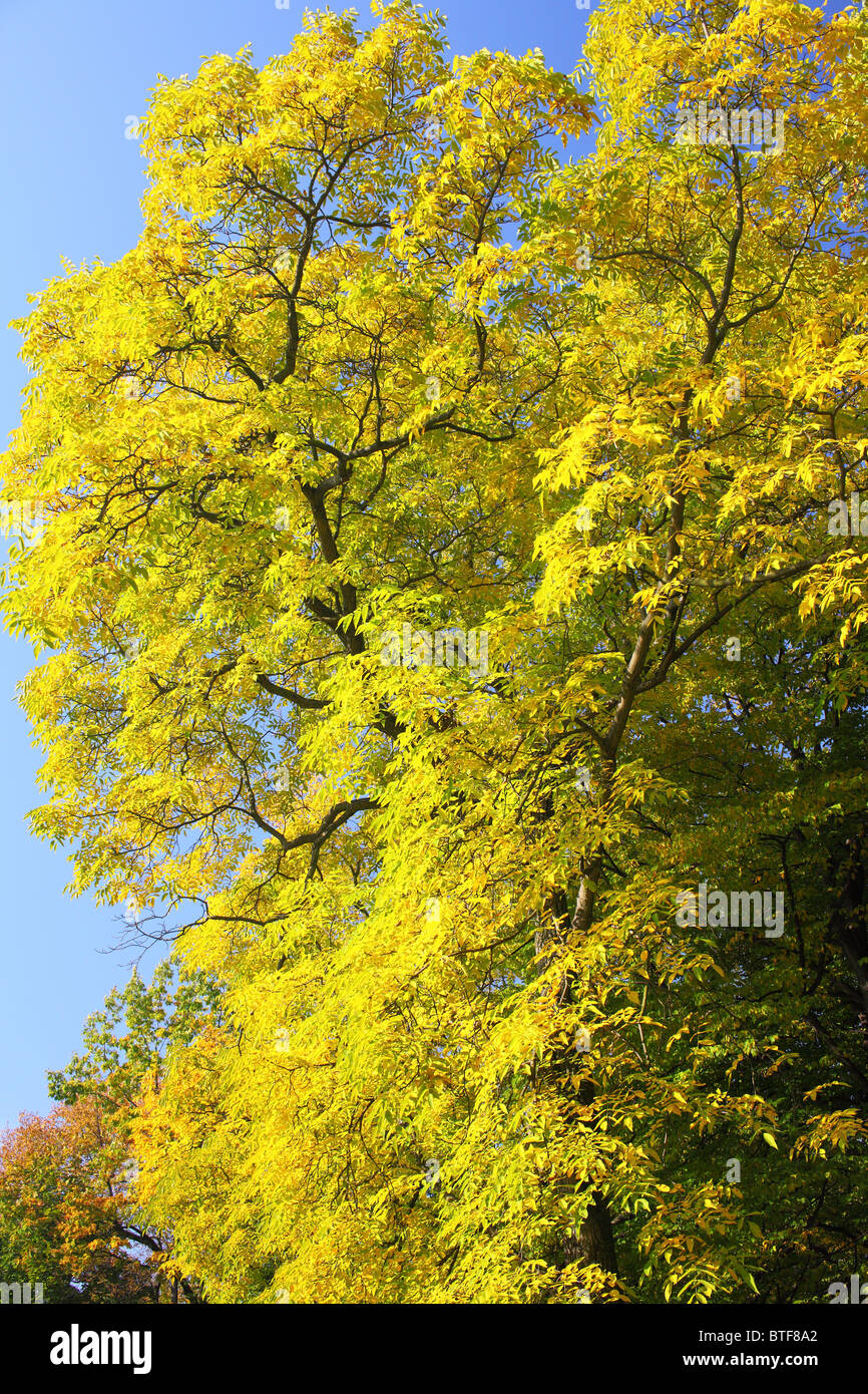 Common Walnut yellow autumn fall leaves foliage Juglans regia Stock ...