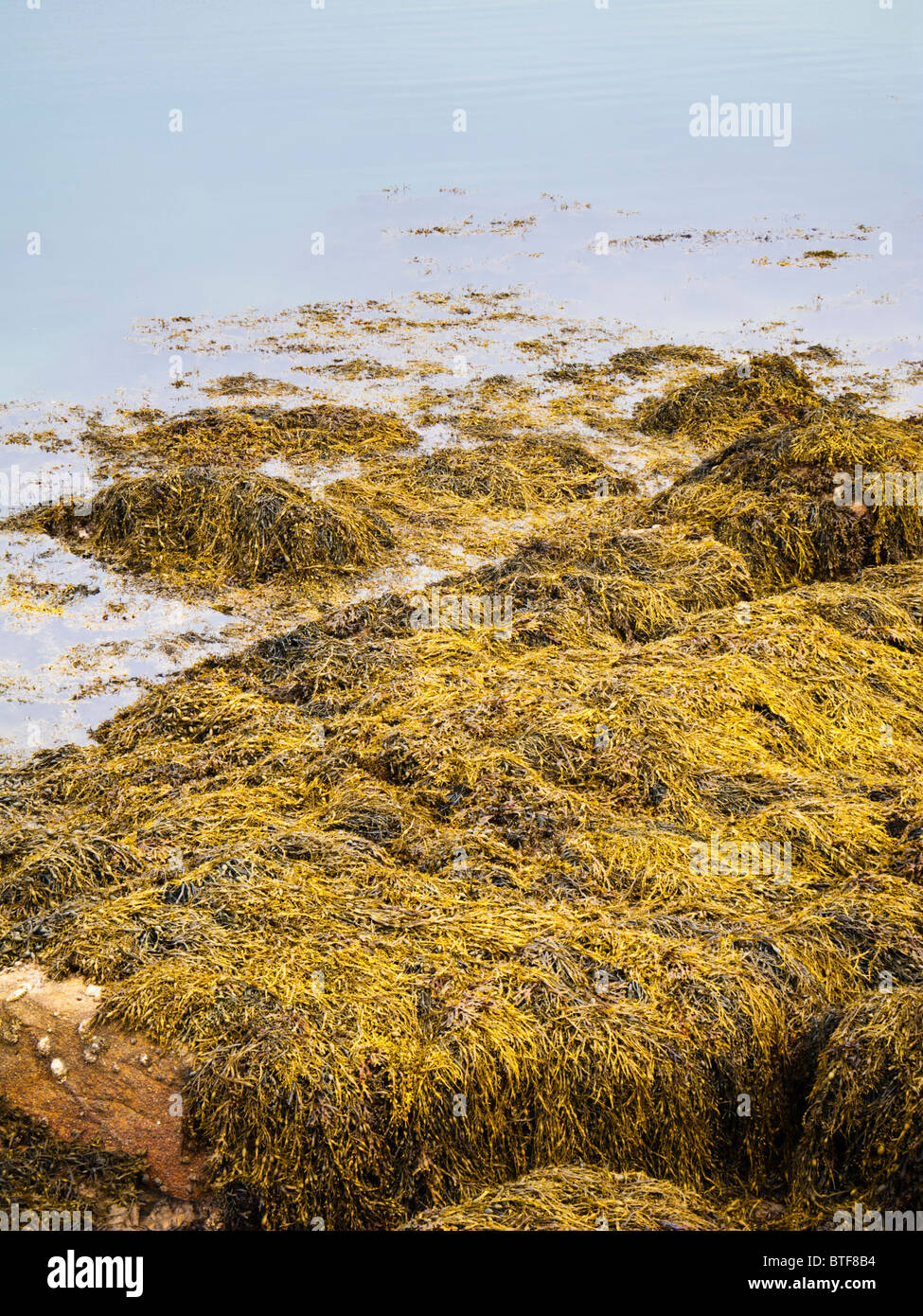Seaside seaweed hi-res stock photography and images - Alamy
