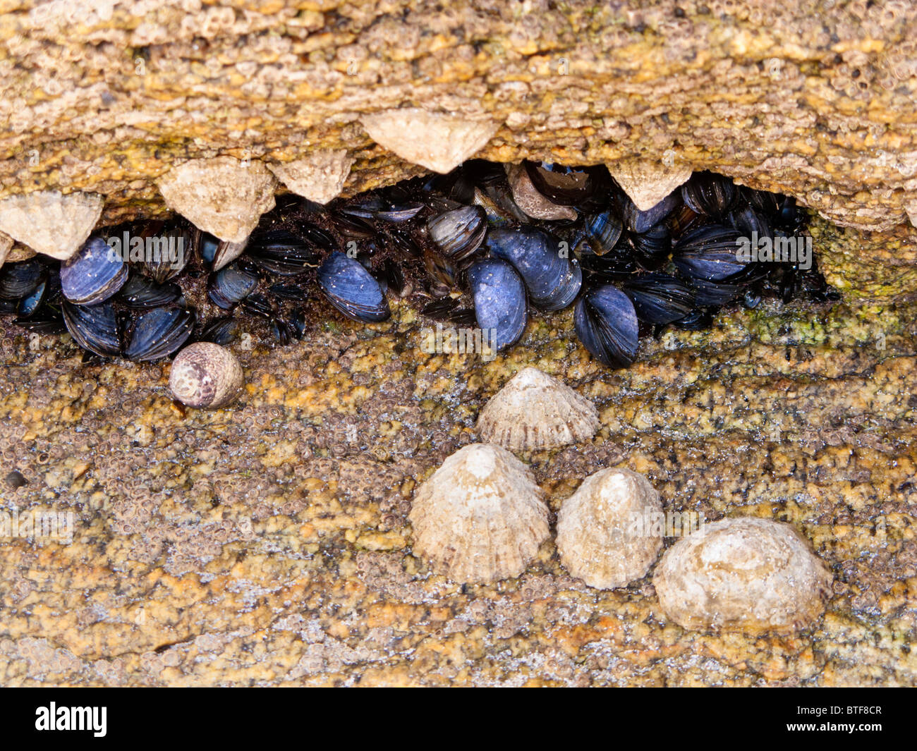 Mussels and limpet on rock hi-res stock photography and images - Alamy