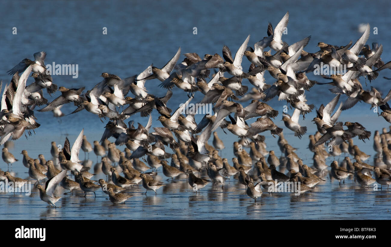 Golden Plover in flight Stock Photo - Alamy