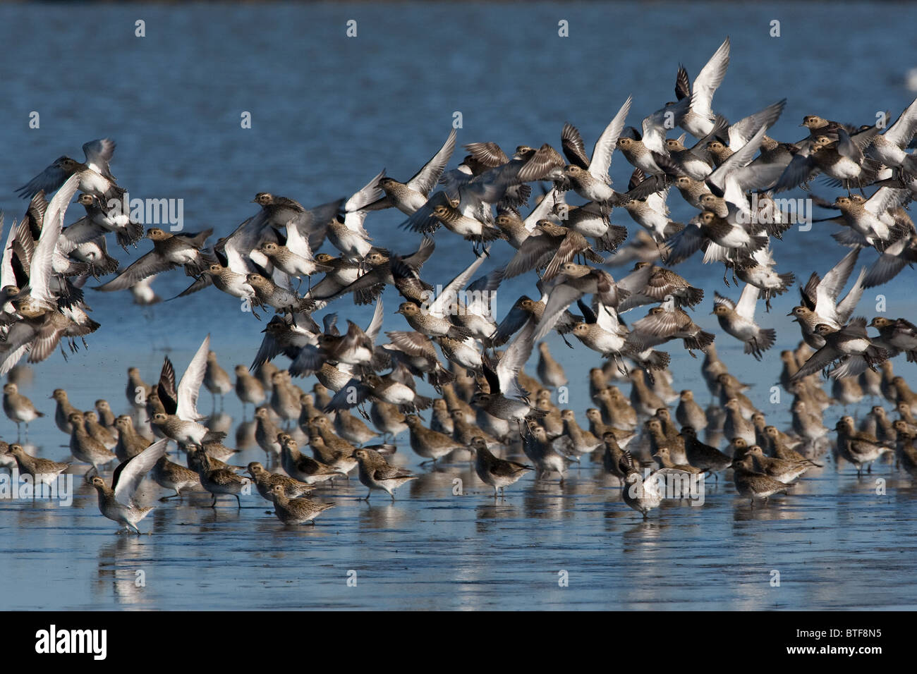 Golden Plover in flight Stock Photo - Alamy