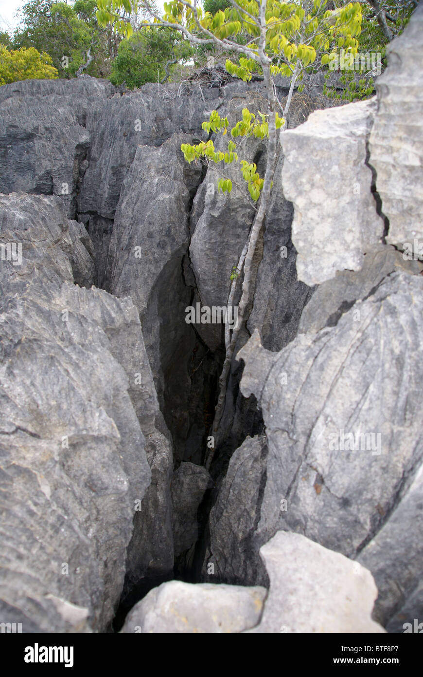 Madagascar, Ankarana Special Reserve. Tsingy - eroded limestone Stock ...