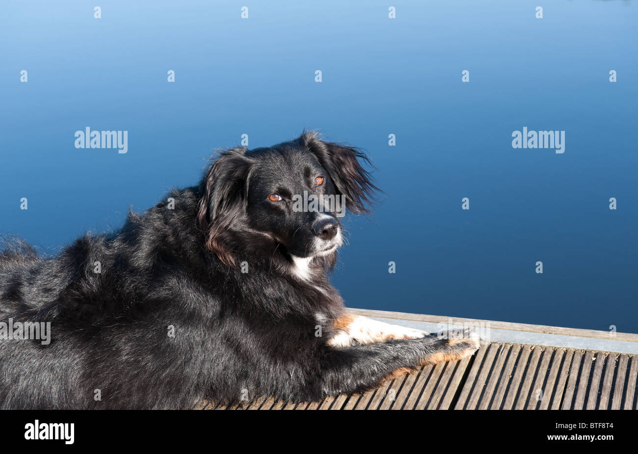 Black dog jetty hi-res stock photography and images - Alamy