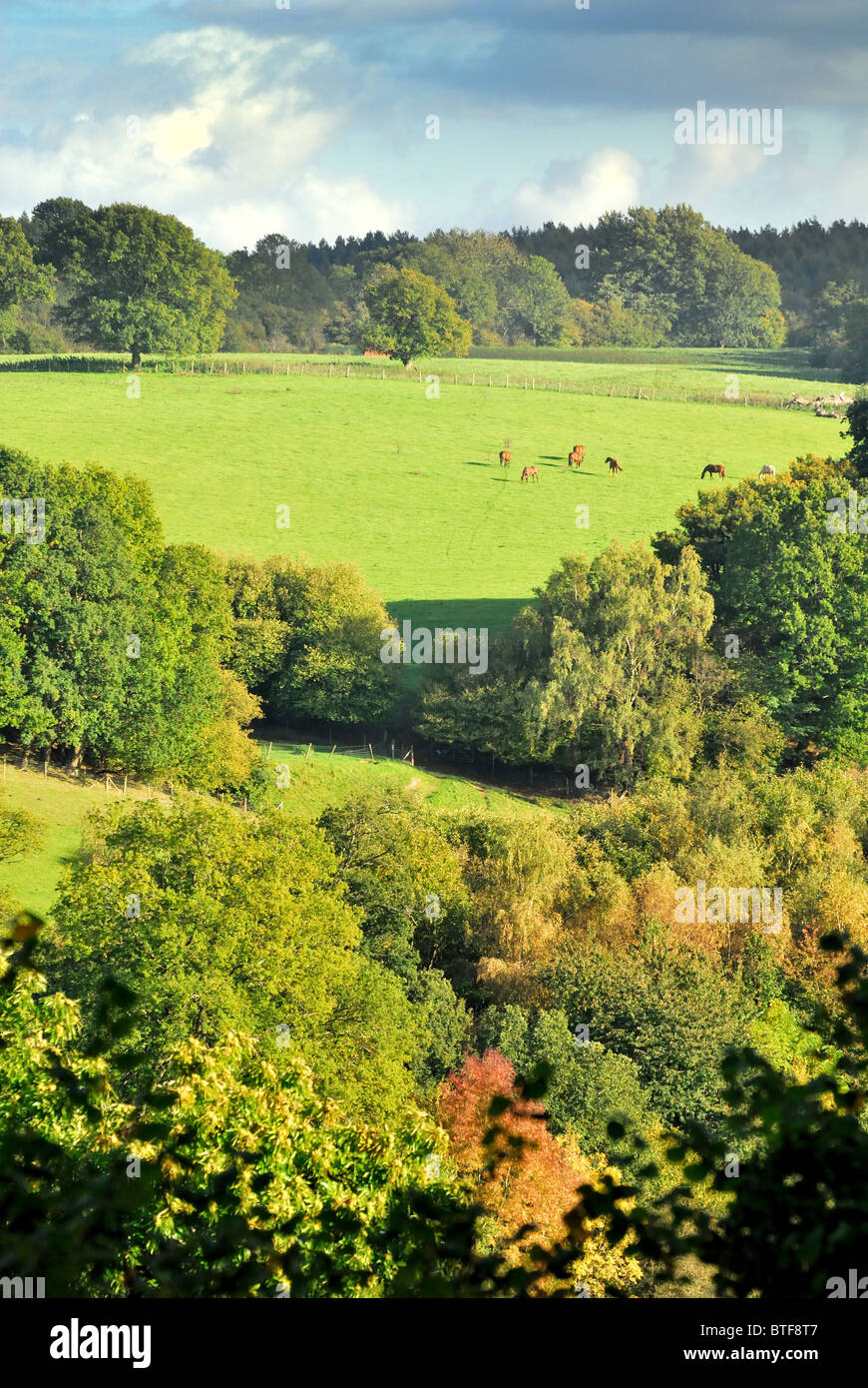 Traditional surrey landscape hi-res stock photography and images - Alamy