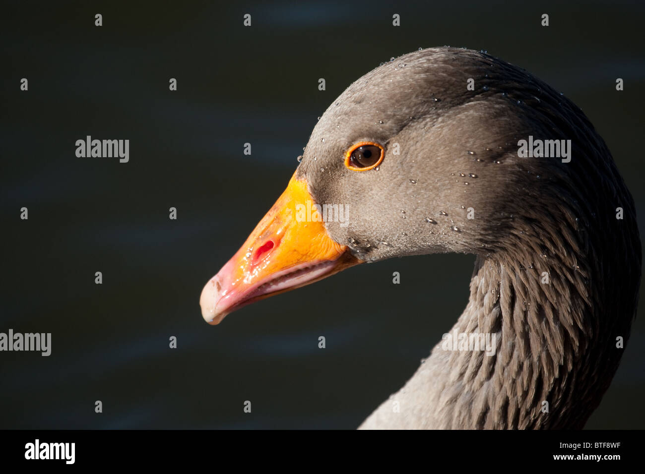 Dark greyish orange background hi-res stock photography and images - Alamy