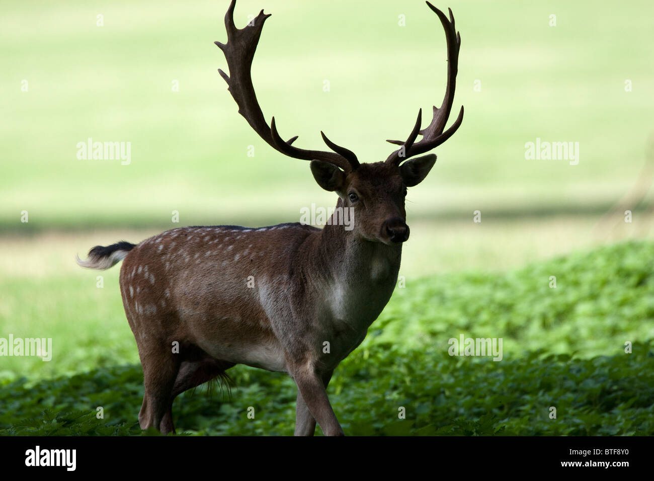 Close up fallow deer walking hi-res stock photography and images - Alamy
