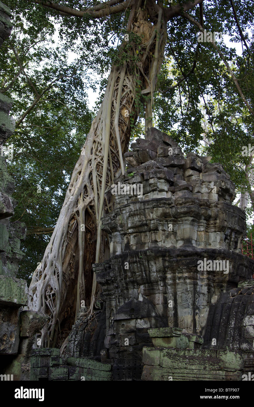 Power Roots High Resolution Stock Photography and Images - Alamy