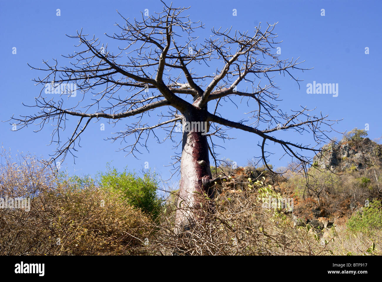 Madagascar, Northern Madagascar, Antsiranana (Diego-Suarez) Adansonia ...