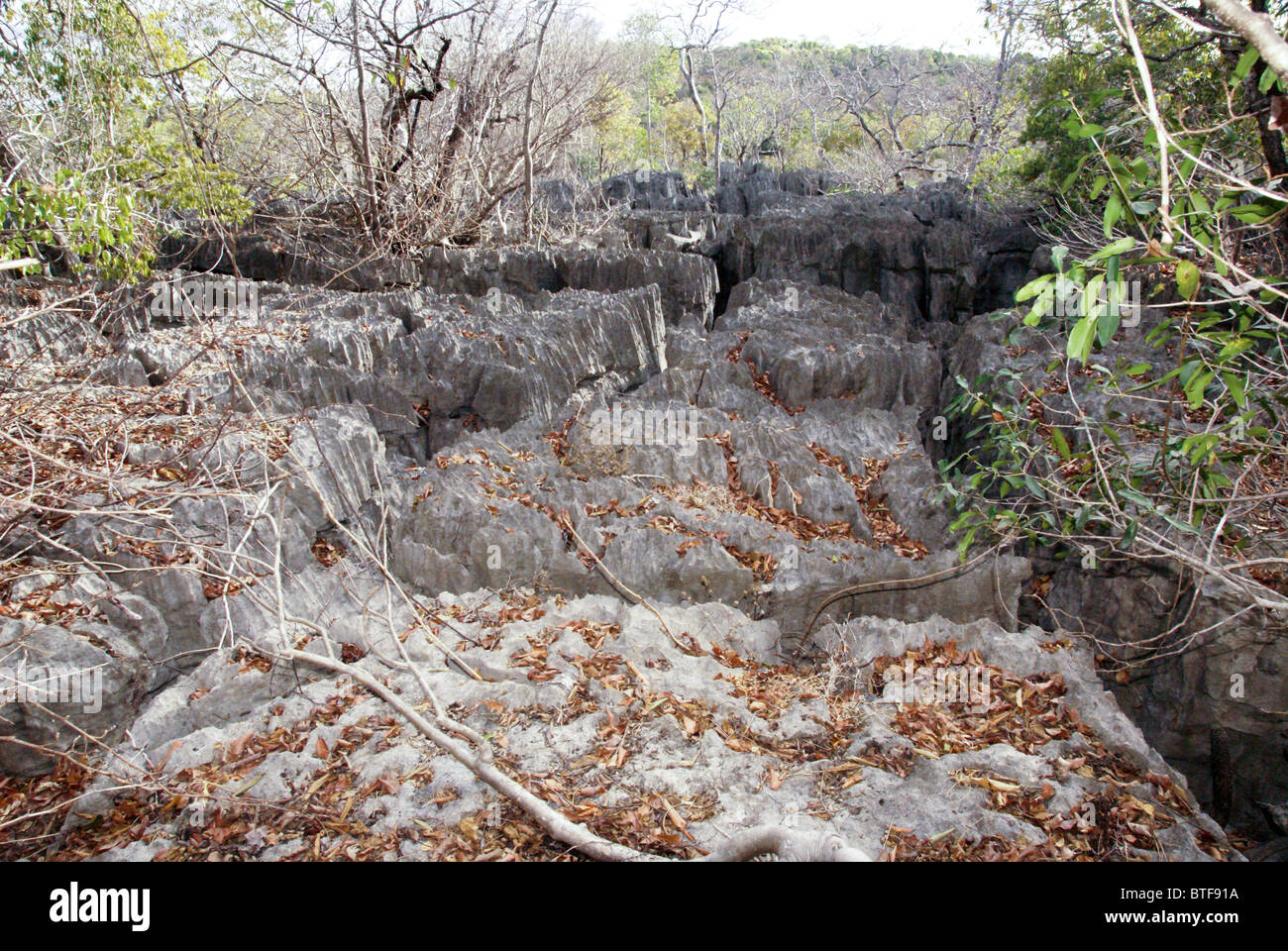 Madagascar, Ankarana Special Reserve. Tsingy - eroded limestone Stock ...