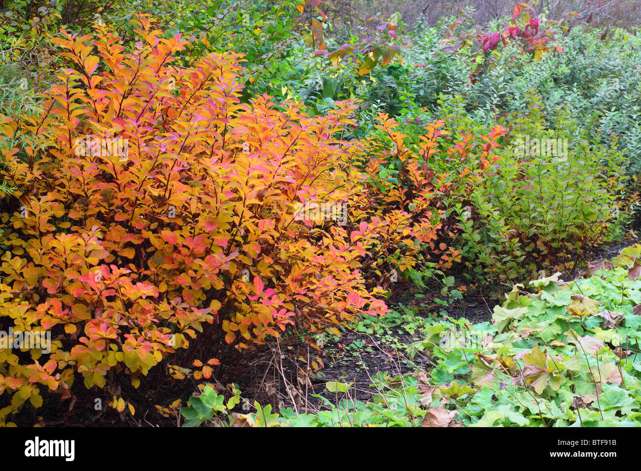 Thunberg's Barberry colorful autumn fall leaves foliage Berberis ...