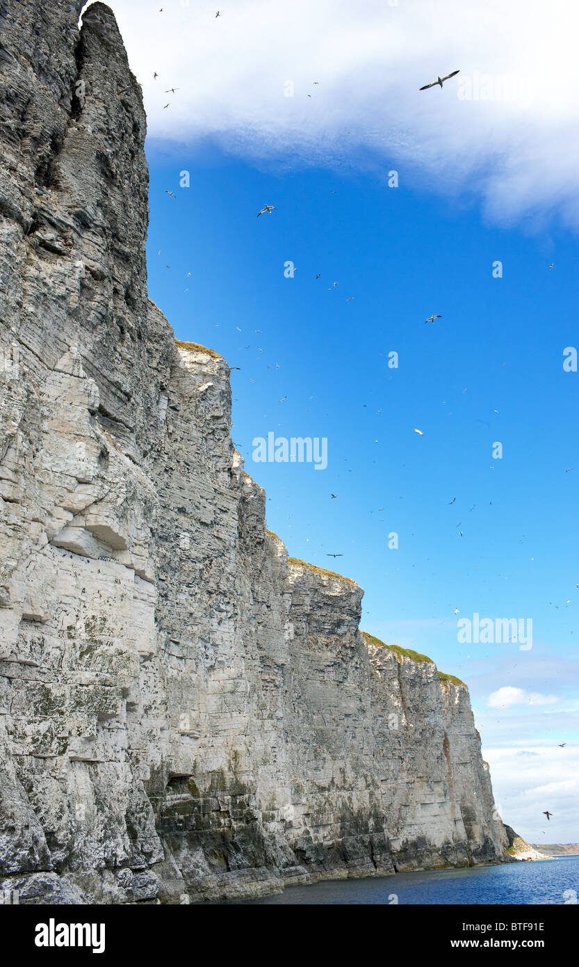 Cliffs at Bempton, North Yorkshire coast. Summer Stock Photo - Alamy