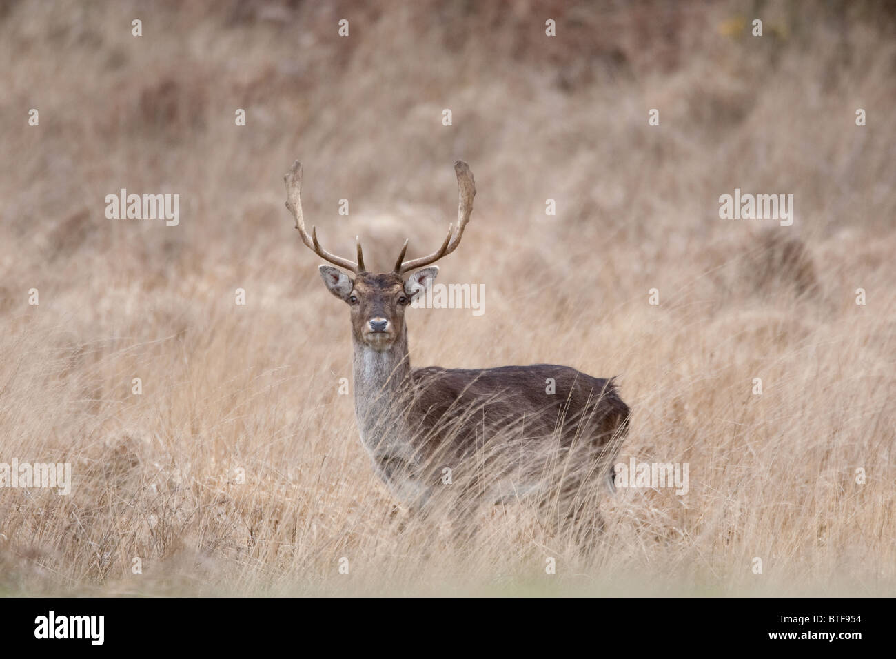 Fallow Deer buck standing in open grassland Stock Photo - Alamy