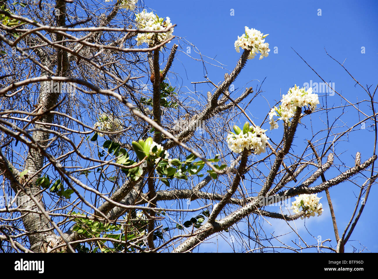 Madagascar, Northern Madagascar, Antsiranana (Diego-Suarez Stock Photo ...