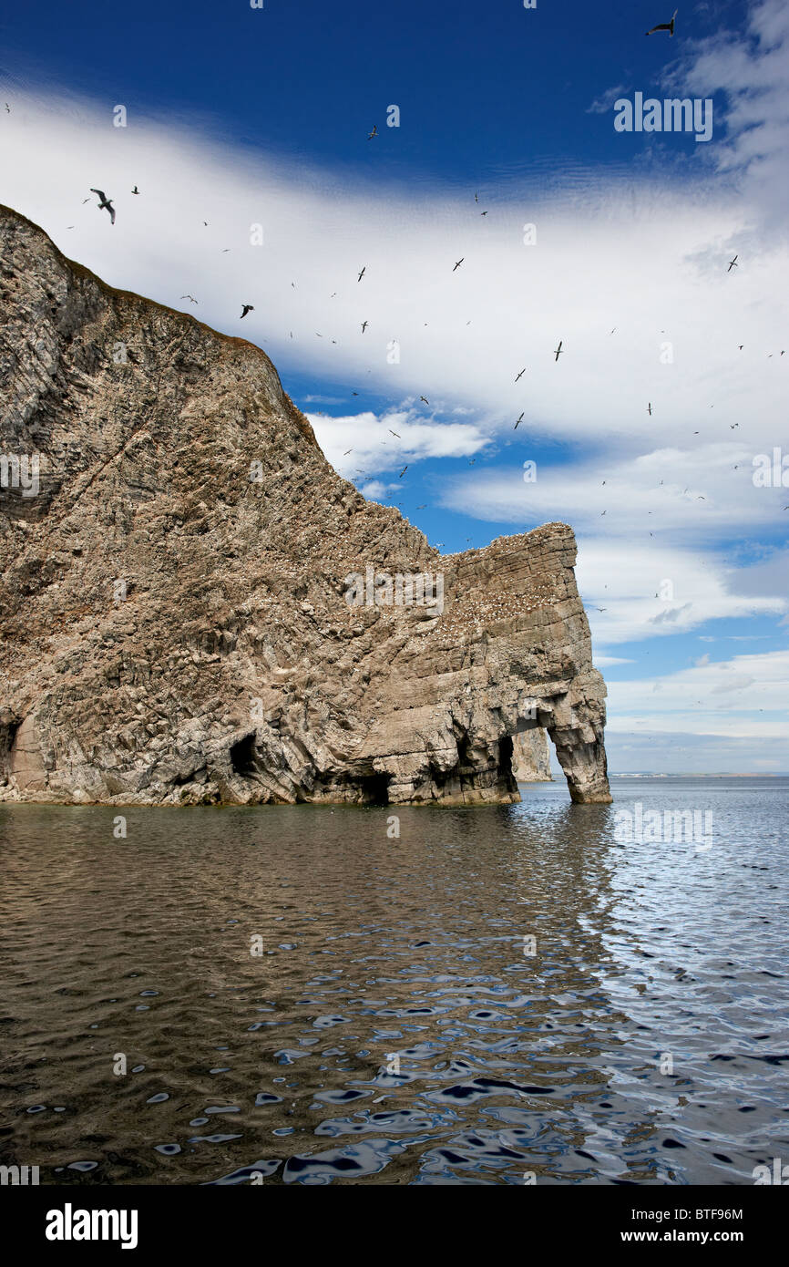 Bempton cliffs gannet colony hi-res stock photography and images - Alamy