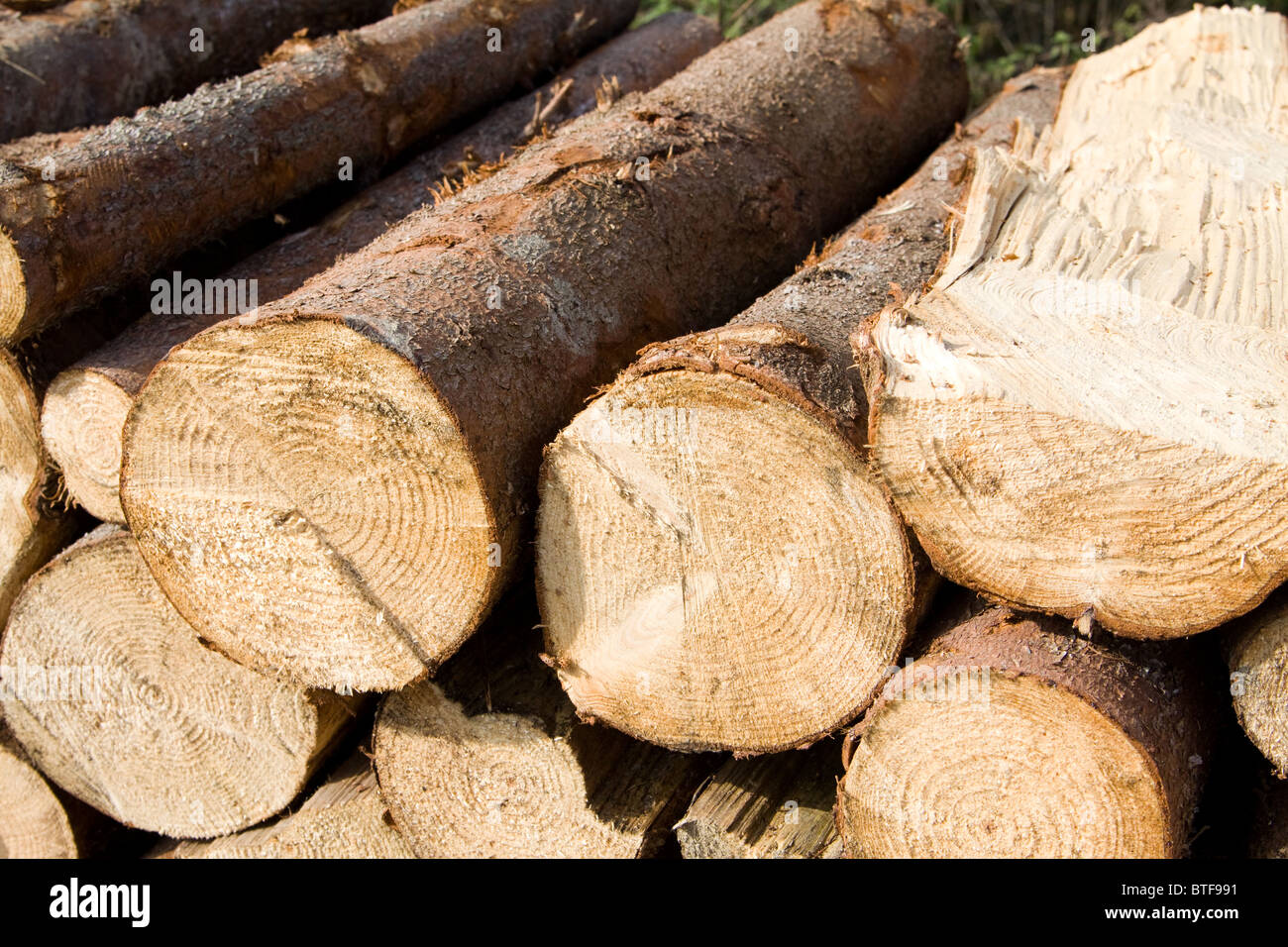A stack of sawn logs waiting to be processed in Bieszczady Stock Photo ...