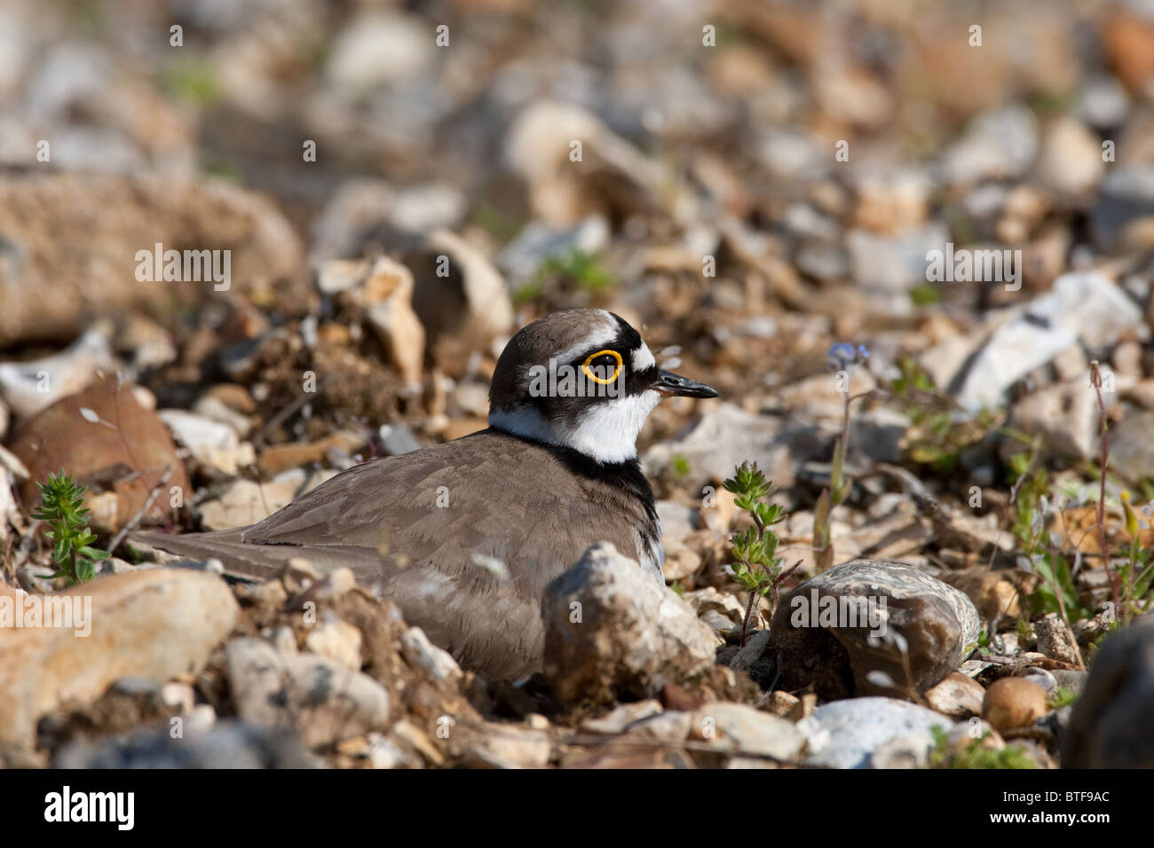 Little Ringed Plover nesting on the shingle Stock Photo - Alamy