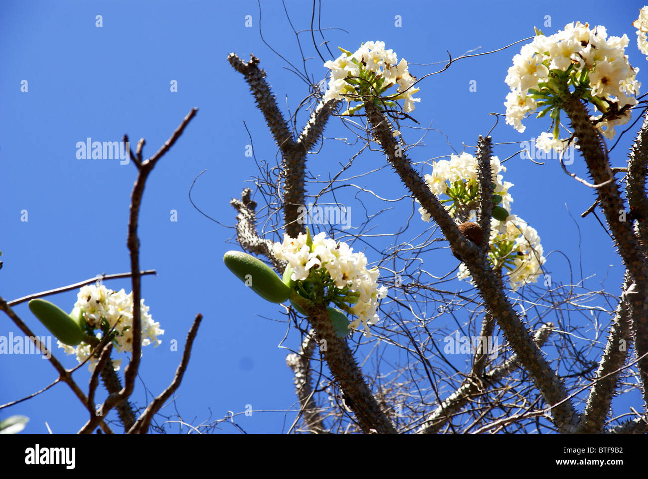 Madagascar, Northern Madagascar, Antsiranana (Diego-Suarez Stock Photo ...
