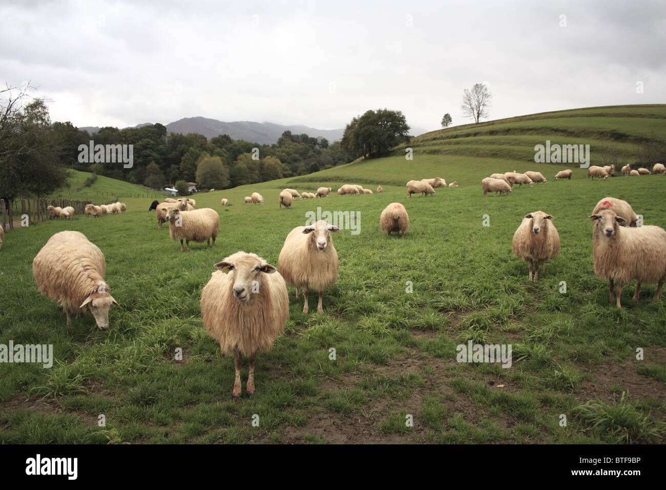 Sheep grazing in a mountain landscape, Basque country, France Stock ...