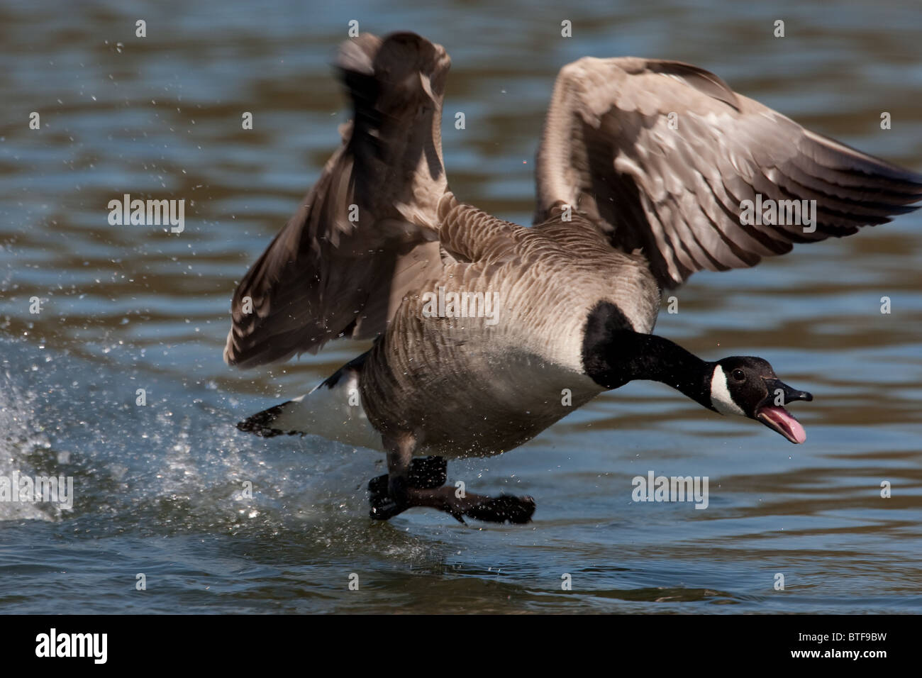 Canada Black Goose running atop the water Stock Photo - Alamy