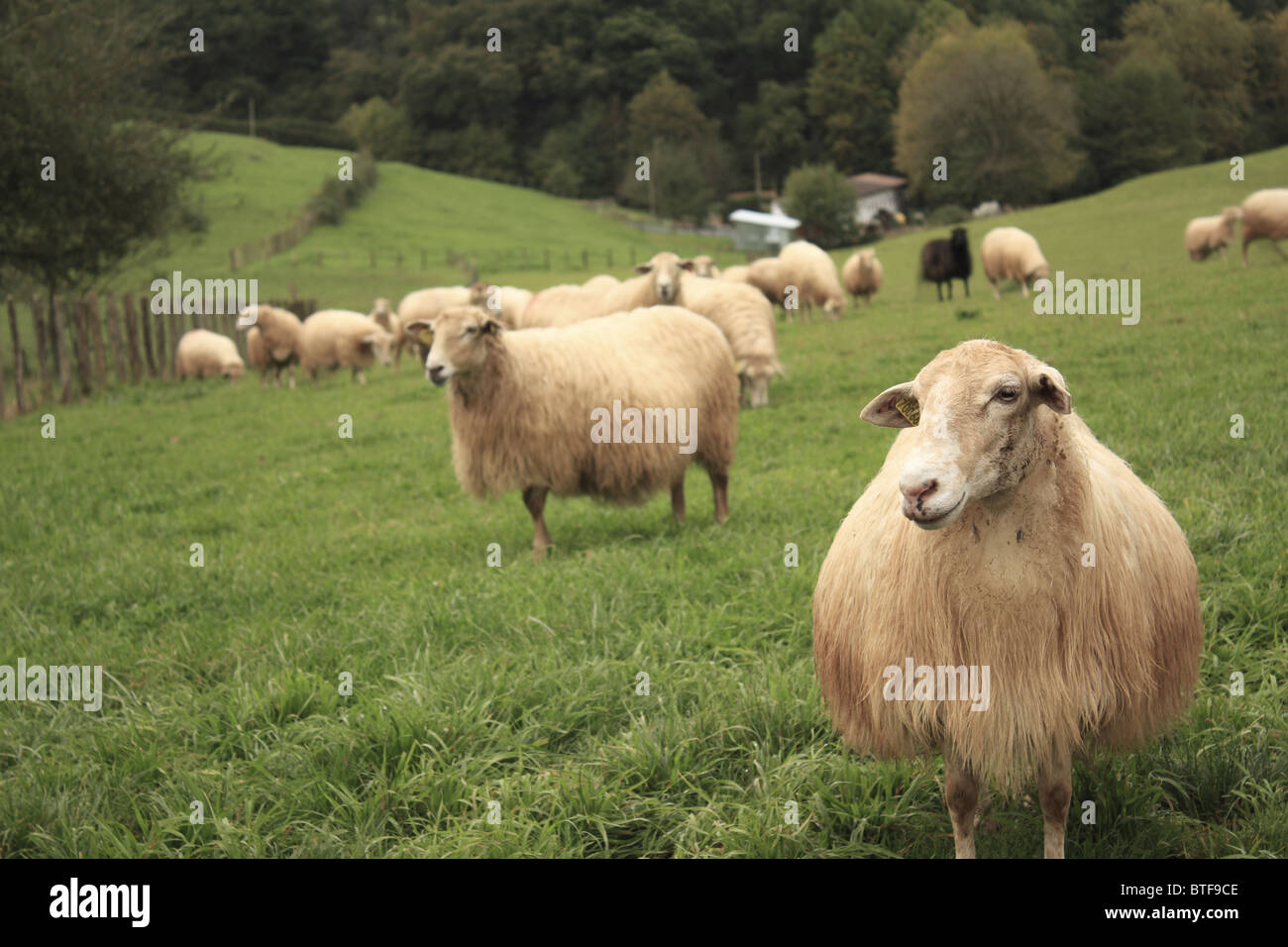 Sheep enclosure hi-res stock photography and images - Alamy