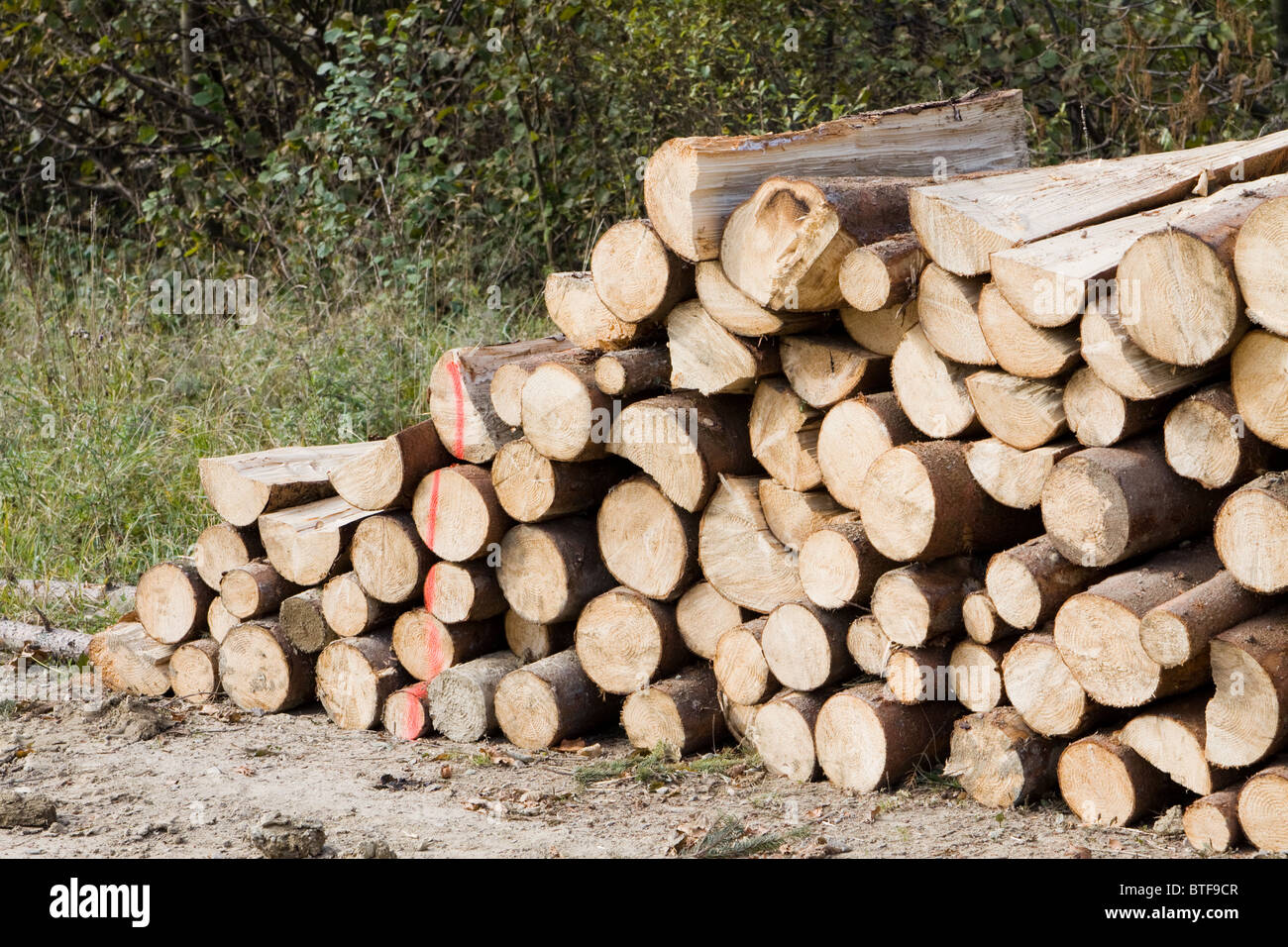 A stack of sawn logs waiting to be processed in Bieszczady Stock Photo ...