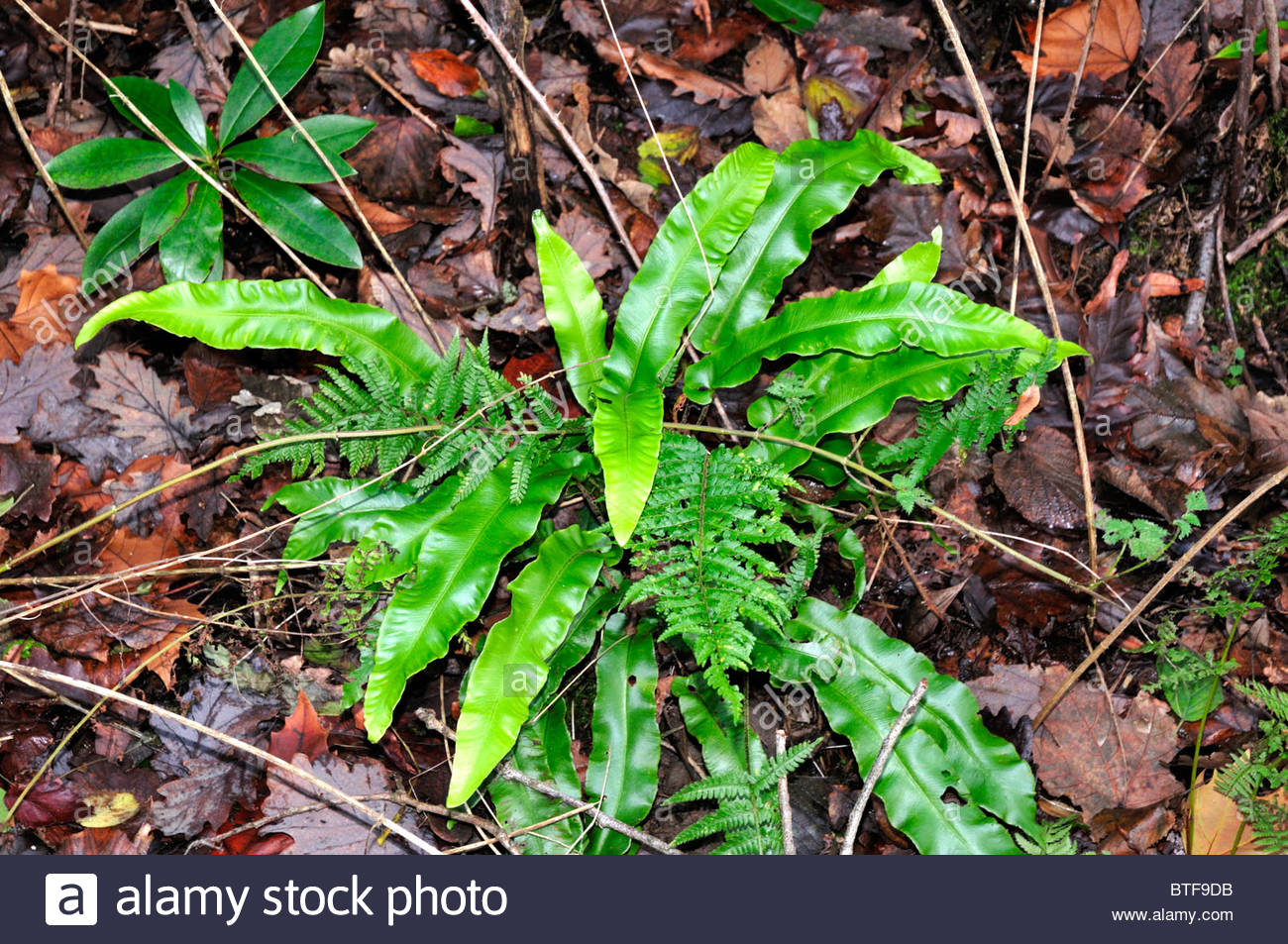 Lady Ferns Athyrium Filix Femina High Resolution Stock Photography and ...