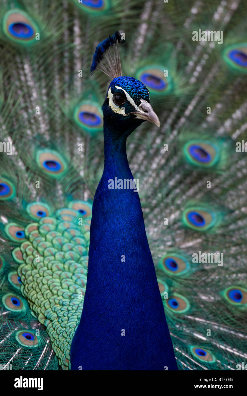 Neck Flares High Resolution Stock Photography and Images - Alamy