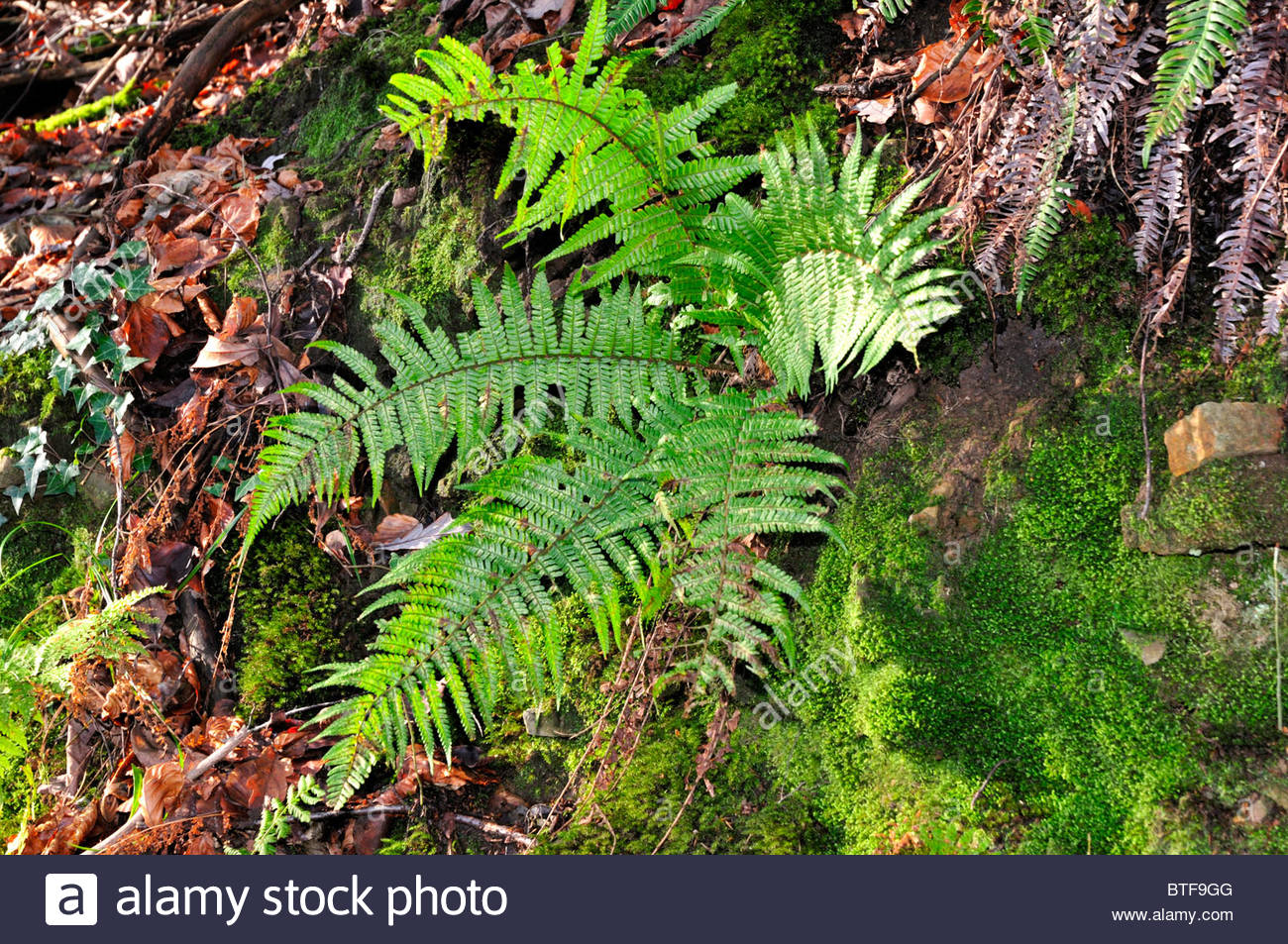 Lady Ferns Athyrium Filix Femina High Resolution Stock Photography and ...