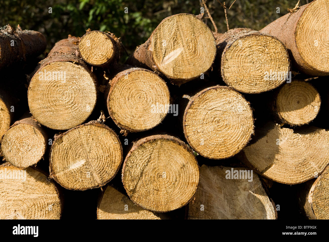 A stack of sawn logs waiting to be processed in Bieszczady Stock Photo ...