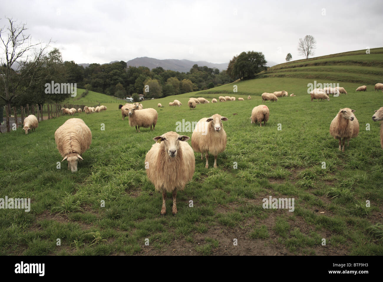 Sheep enclosure hi-res stock photography and images - Alamy